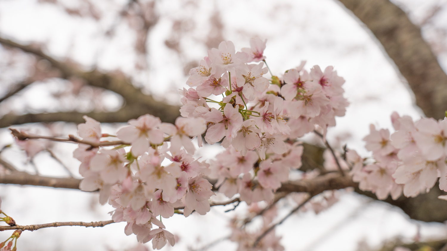 かすみがうら市 下大津のサクラ – BUNS STUDIO