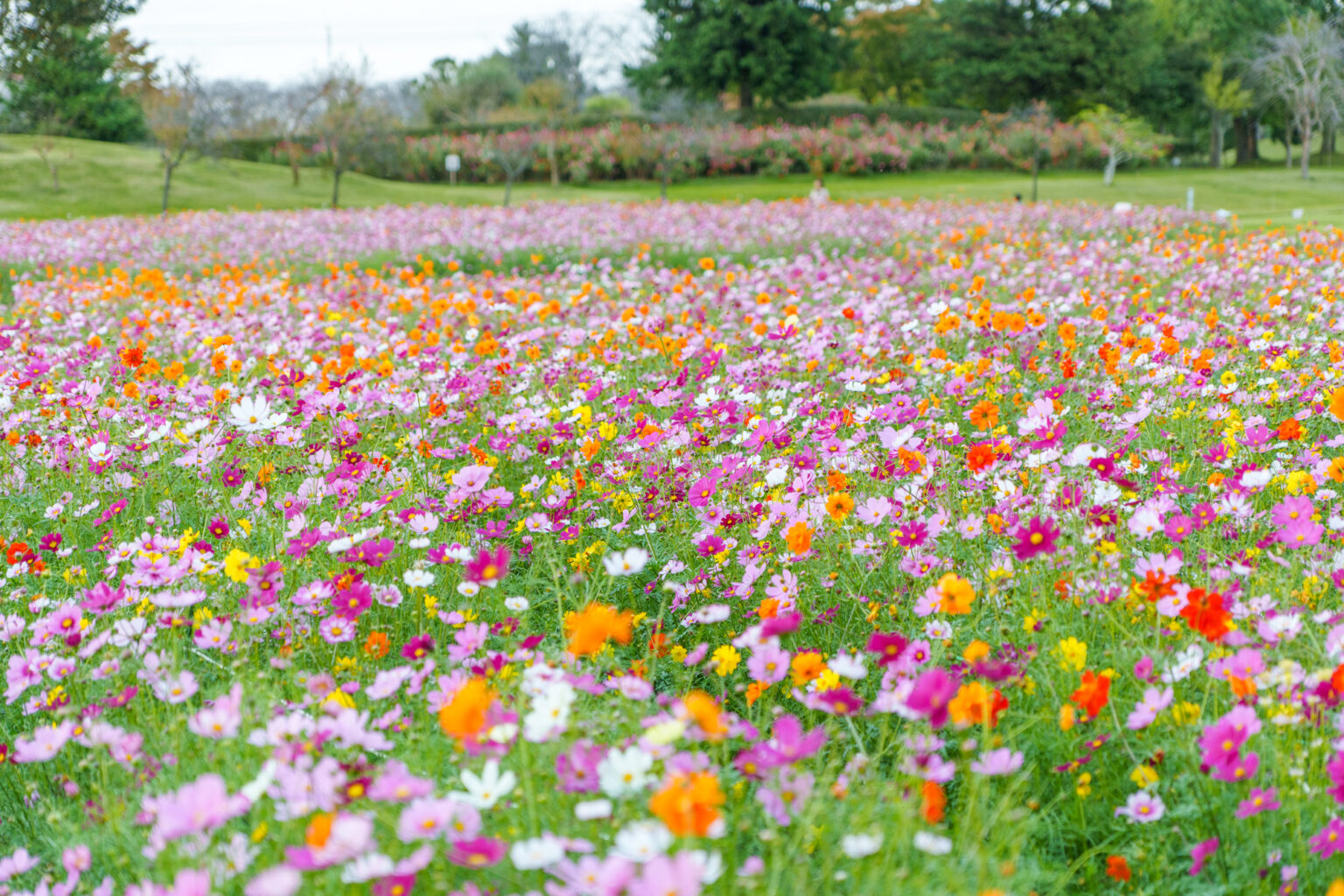 秋を求めて – BUNS STUDIO